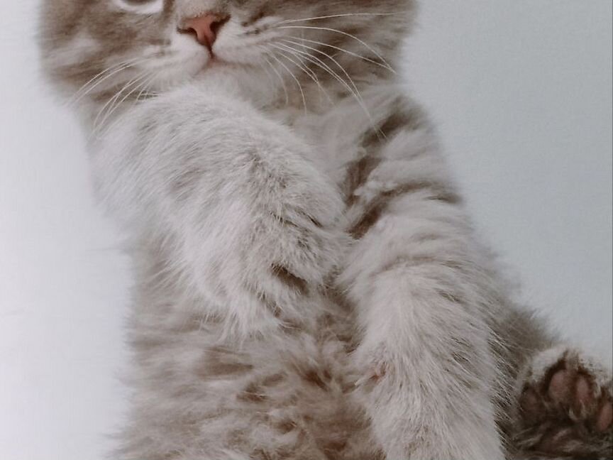 Милые котята