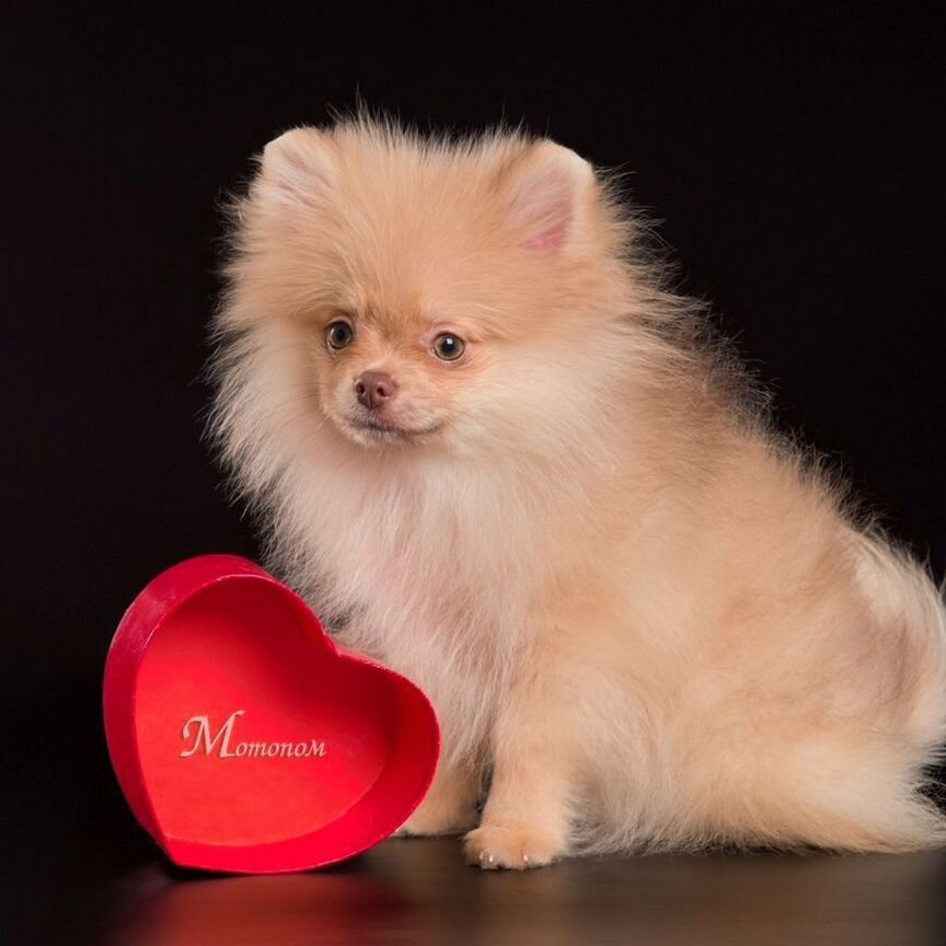 Померанский шпиц мальчик