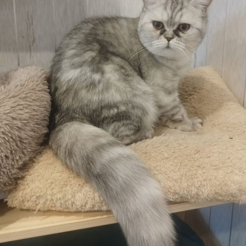 Шотландский прямоухий длинношёрстный котёнок