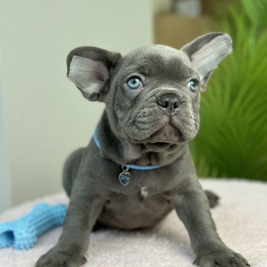 Французский бульдог щенки лиловый