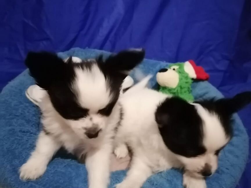 Щенки папийона