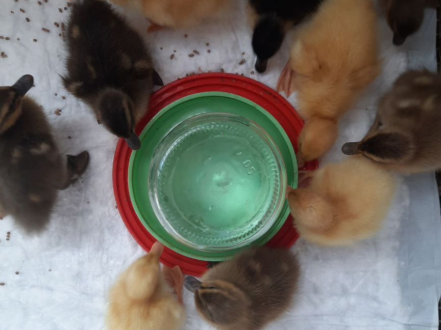 Продам 10 утят порода Индийский бегунок