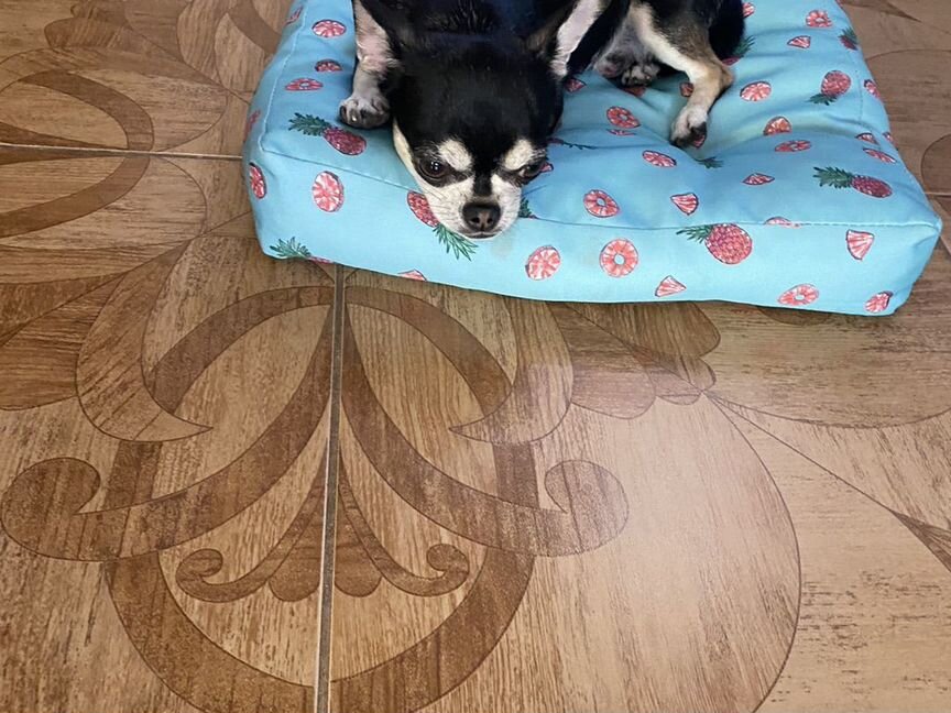 Потерялась собака