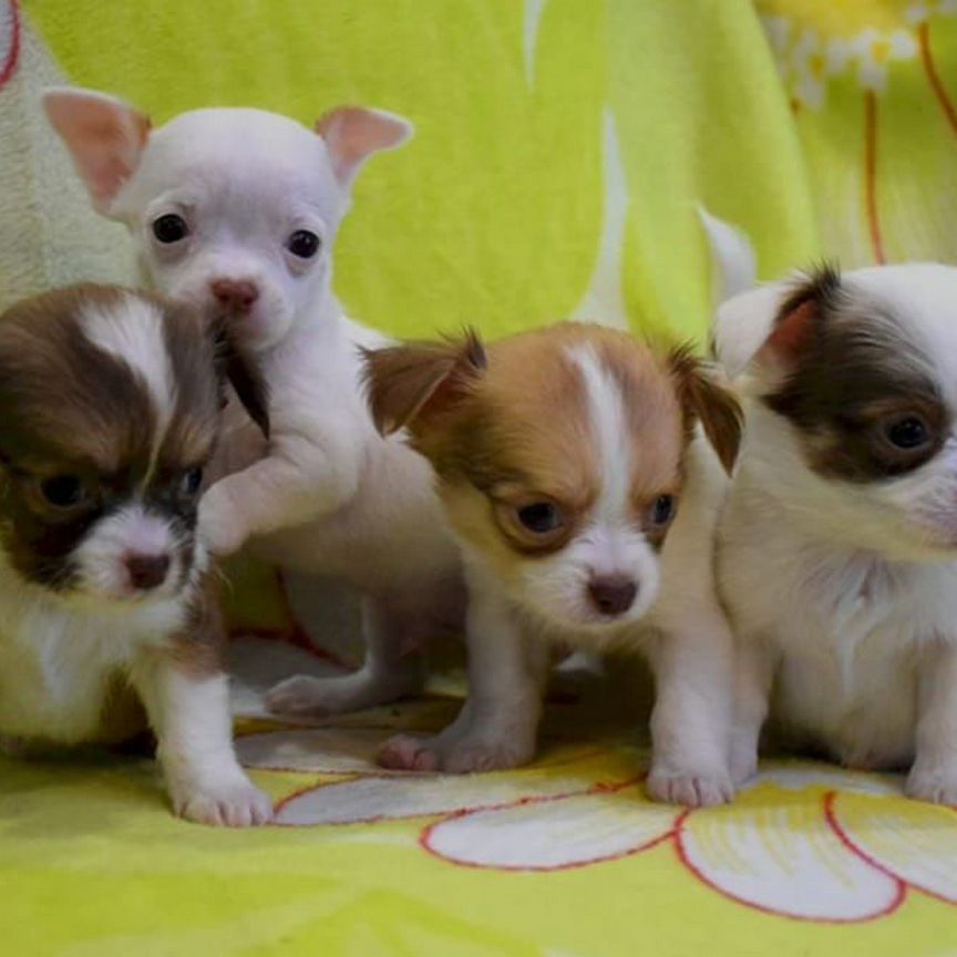 Щенки чихуахуа мини