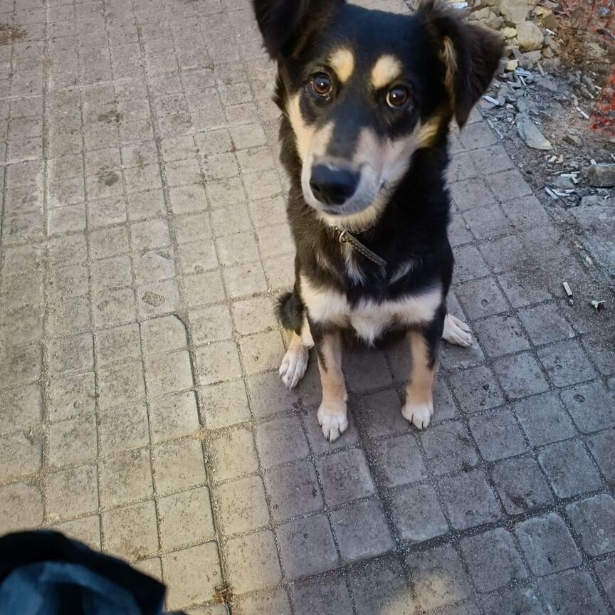 Потеряшка в ошейнике
