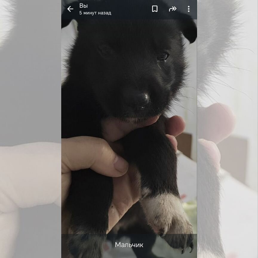 Щенок в добрые руки