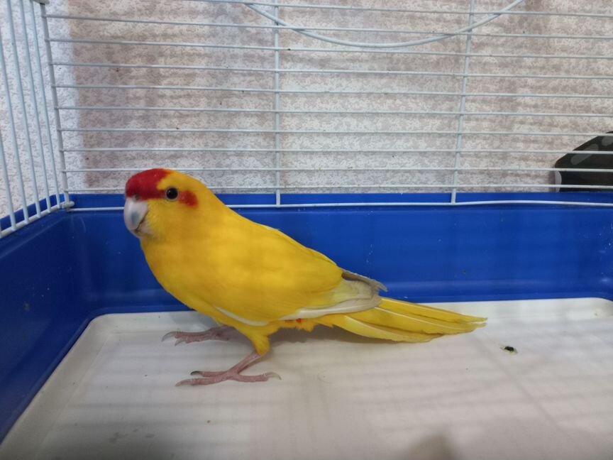 Попугай какарик