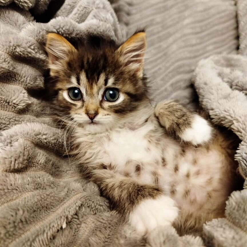 Котенок