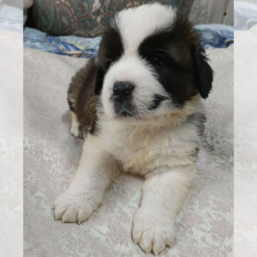 Сенбернар, щенок