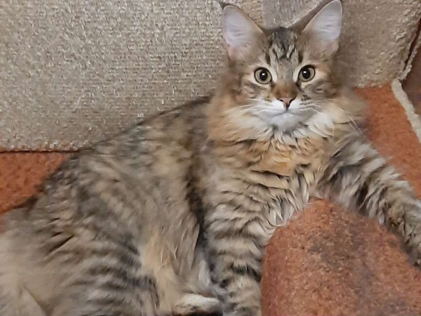 Сибирская смесь с мейкуном