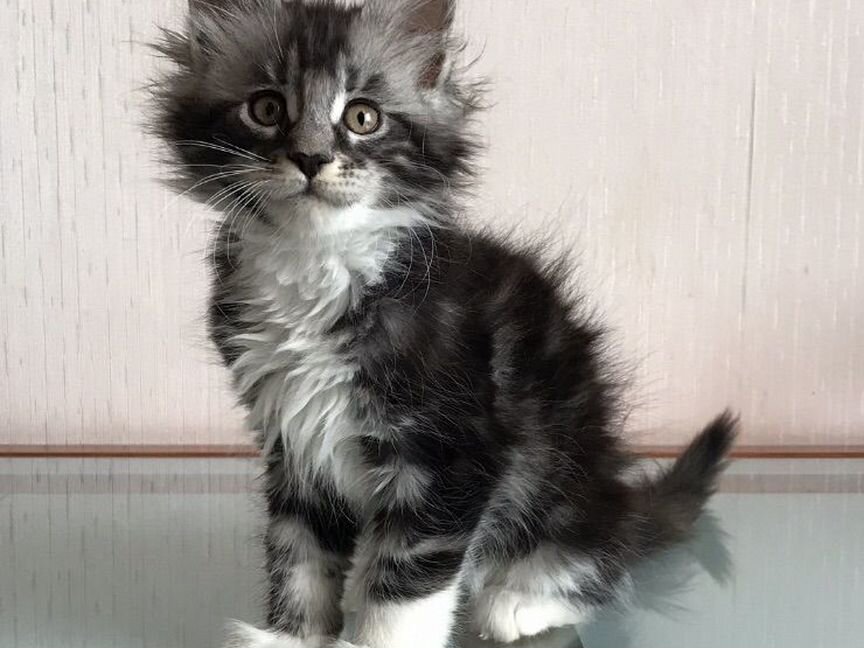 Мейн-кун котята