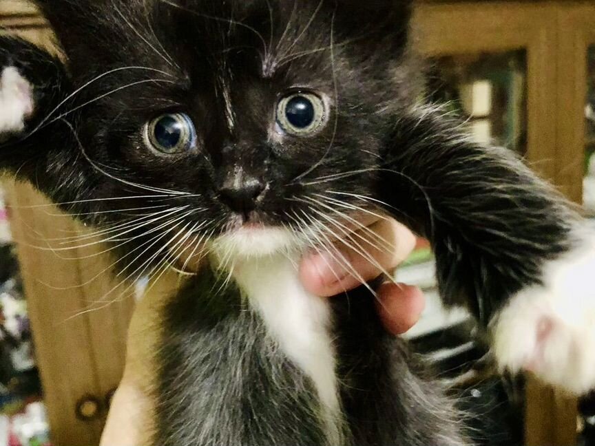 Маркизный котёнок, 1.5 месяца