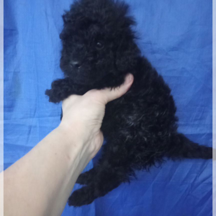 Той-пудель, щенок