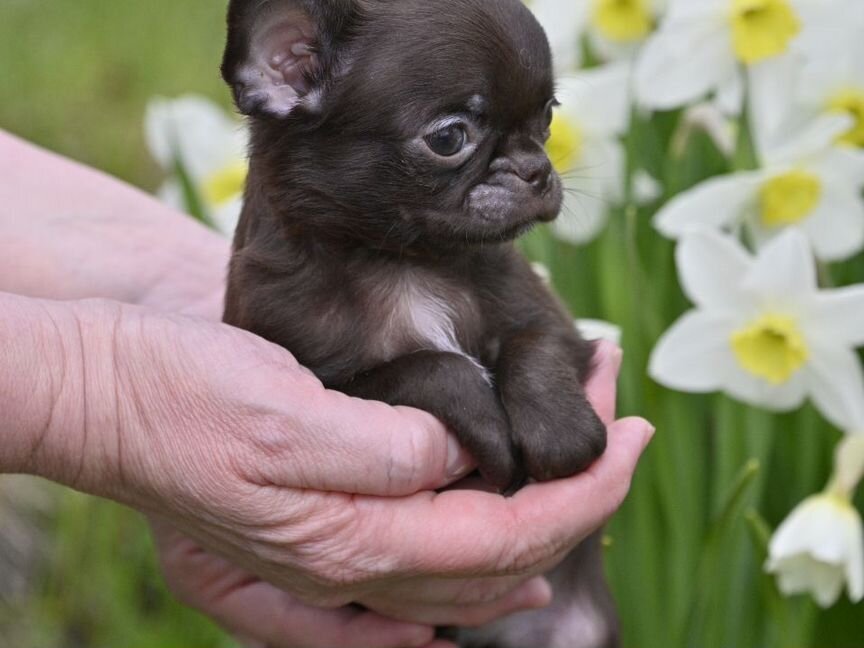 Чебурашка существует чихуахуа