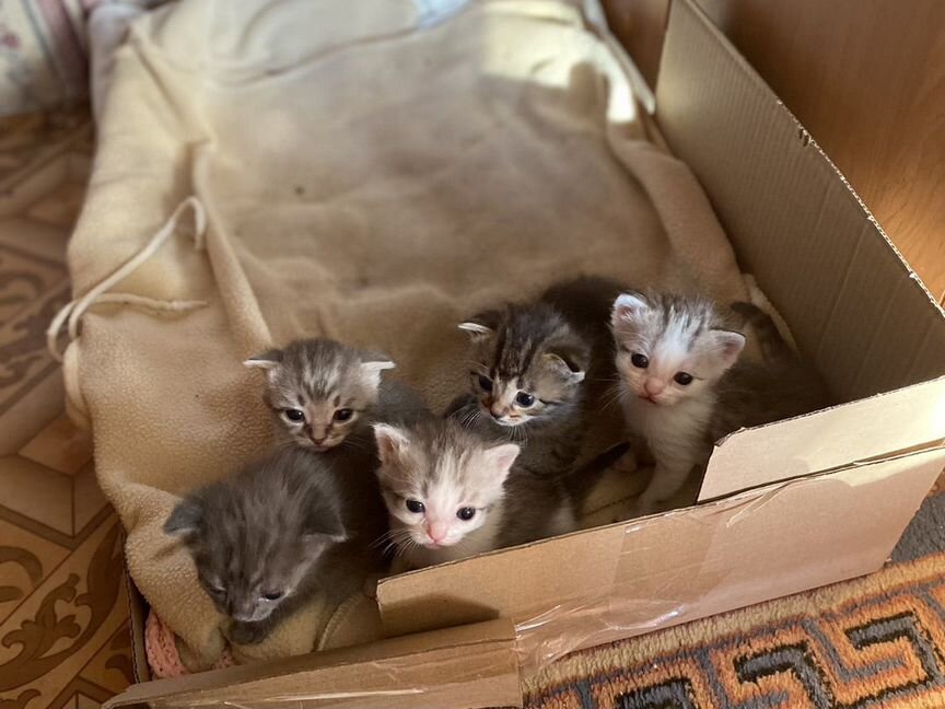 Котята бесплатно