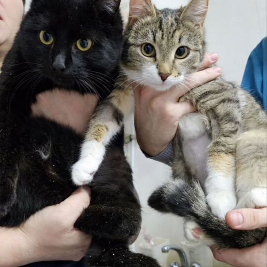 Котосемья ищет дом