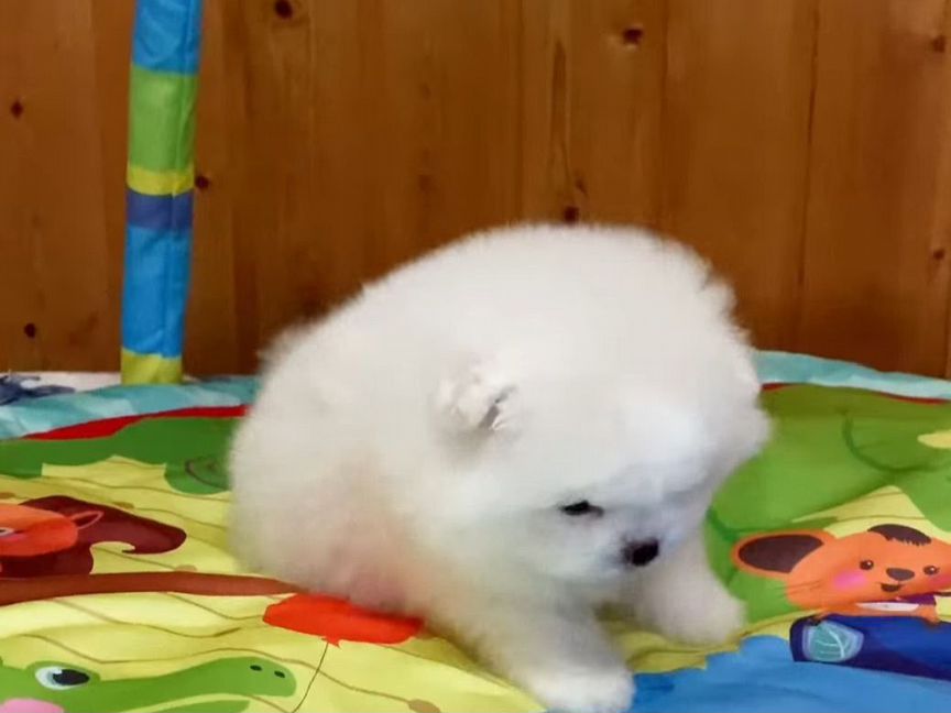 Щенки померанского шпица