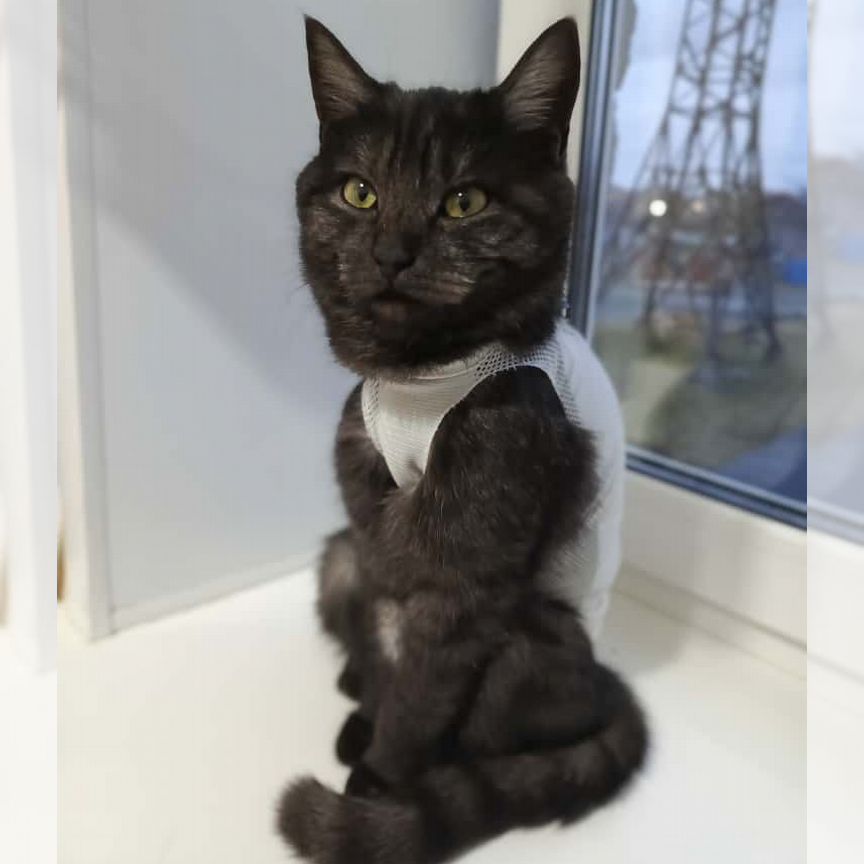 Взрослая кошка в добрые руки