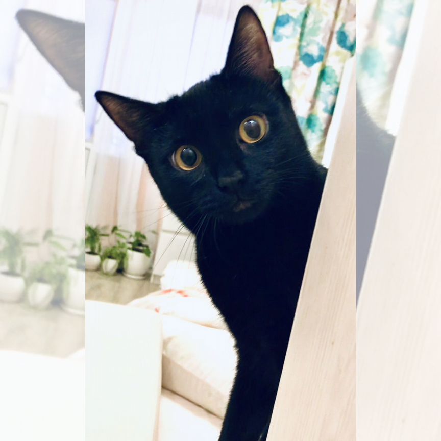 Взрослая кошка в добрые руки