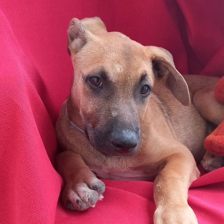 Метисы стаффа в добрые руки