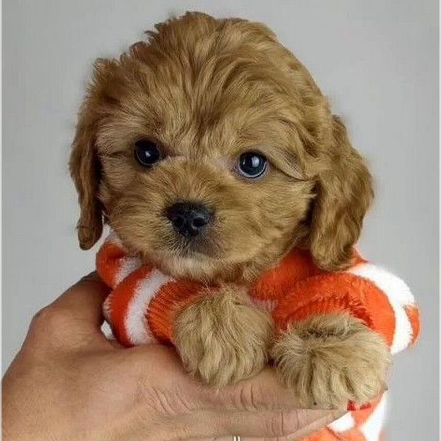 Кавапу, щенок