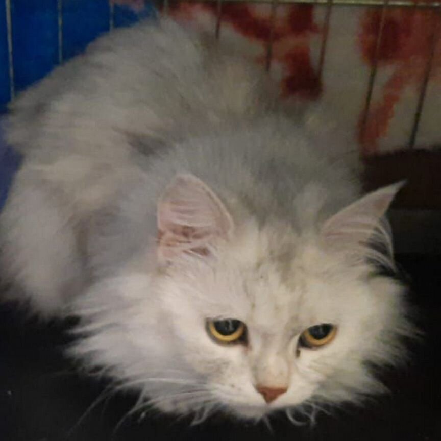 Сибирский котёнок