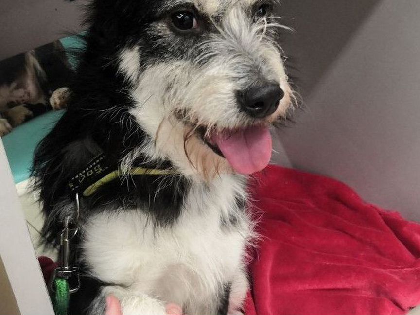 Маленькая собака в добрые руки,из приюта