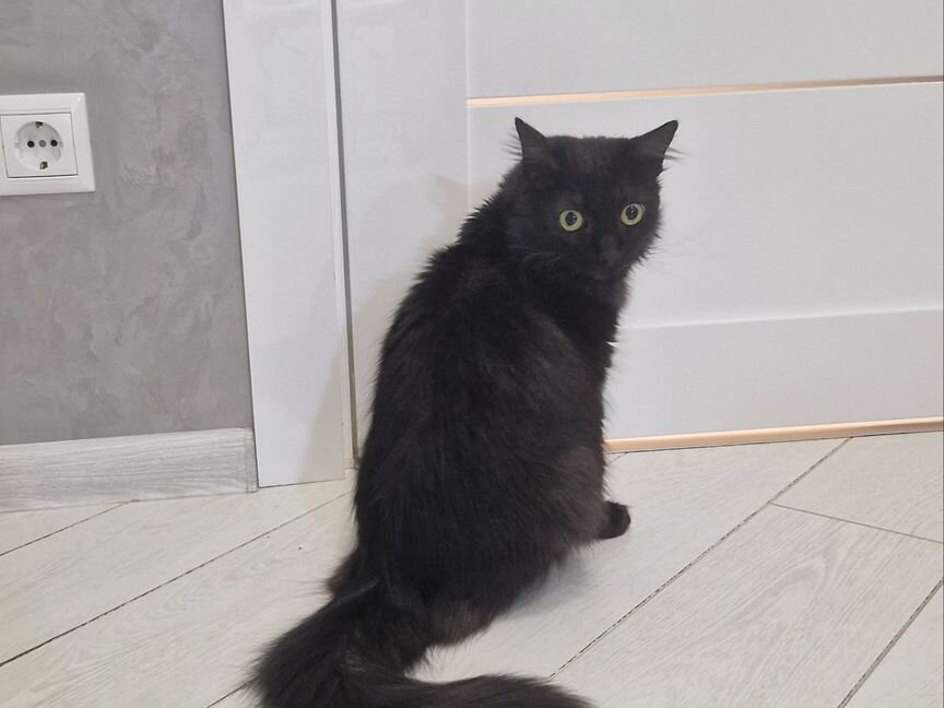 Кошка