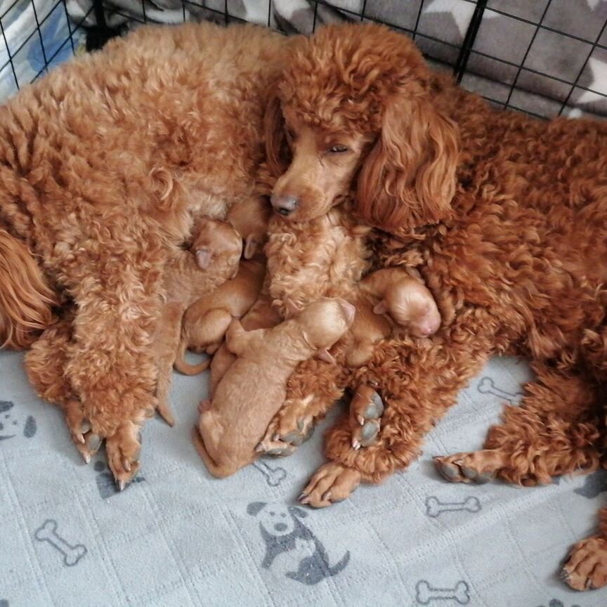 Той пудельки