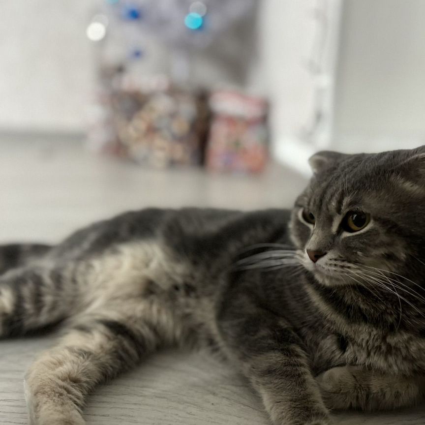 Кошки в добрые руки бесплатно