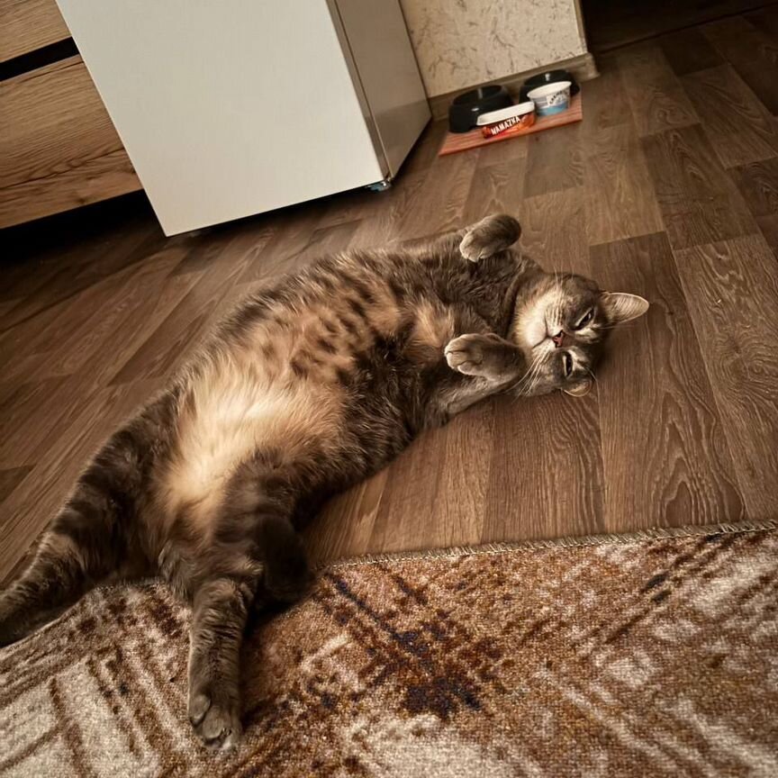 Котик Симба - дворняжка