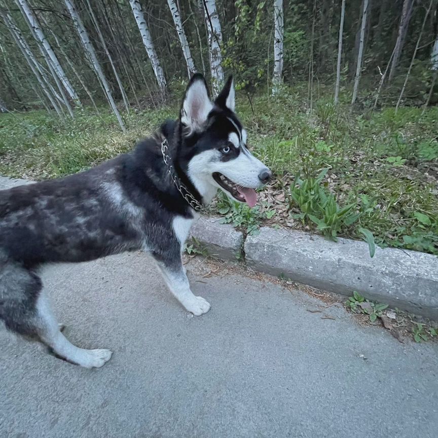 Сибирский хаски