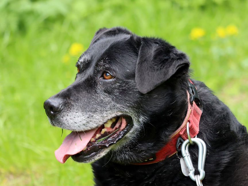 Жизнерадостный Лабрадор Пёс ждёт нового хозяина