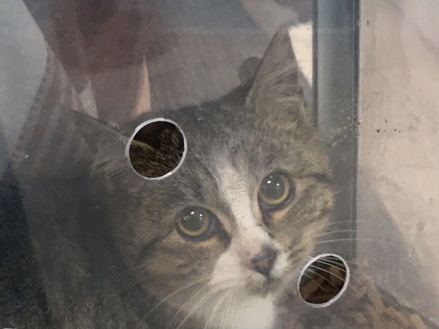 Кошка 2 дня на поиск дома