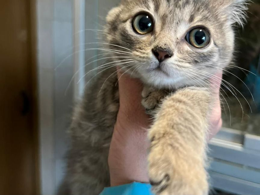 Котёнок ждёт вас