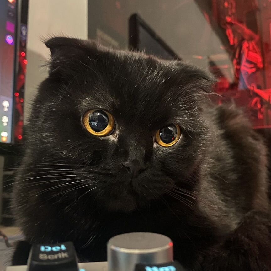 Отдам в добрые руки веслоухую кошку