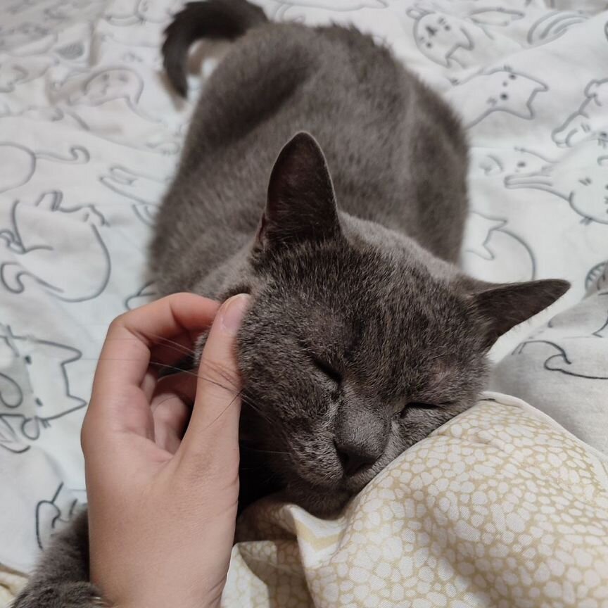 Взрослый кот в добрые руки