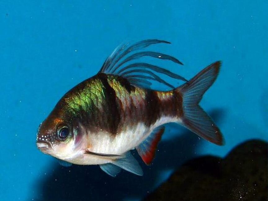 Барбус Арулиус