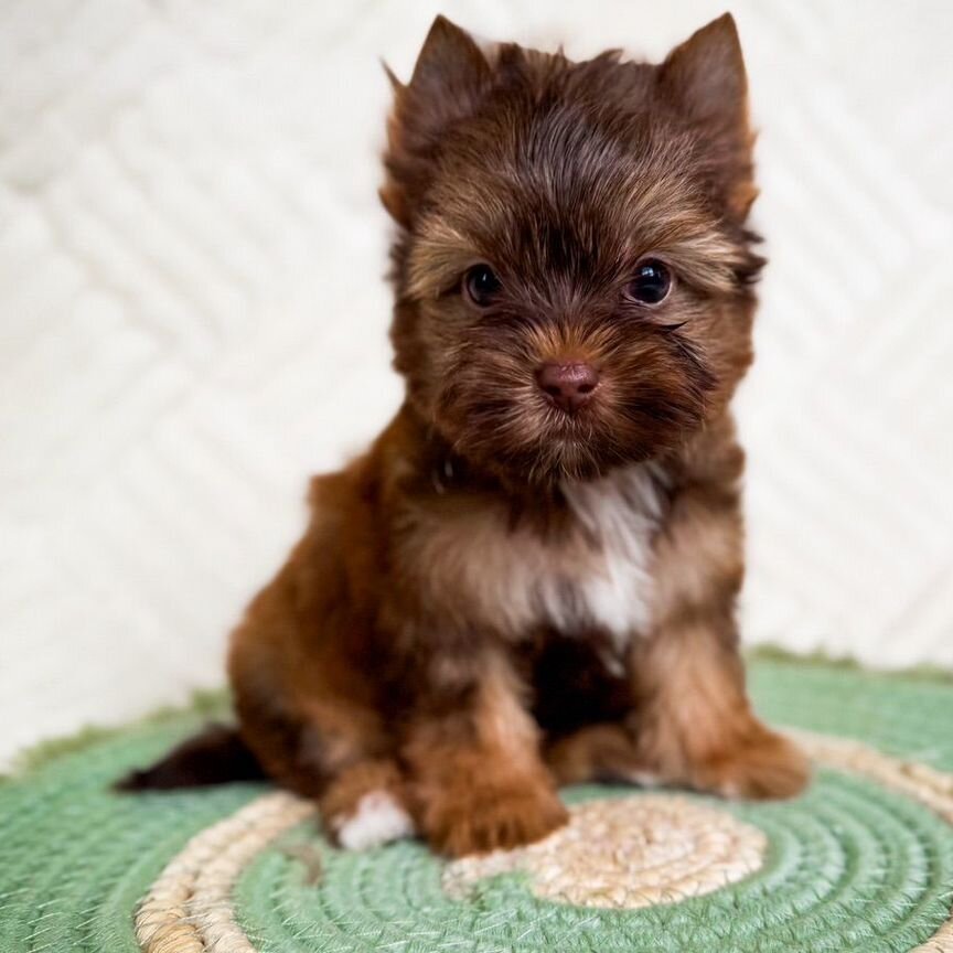 Йоркширский терьер, щенок