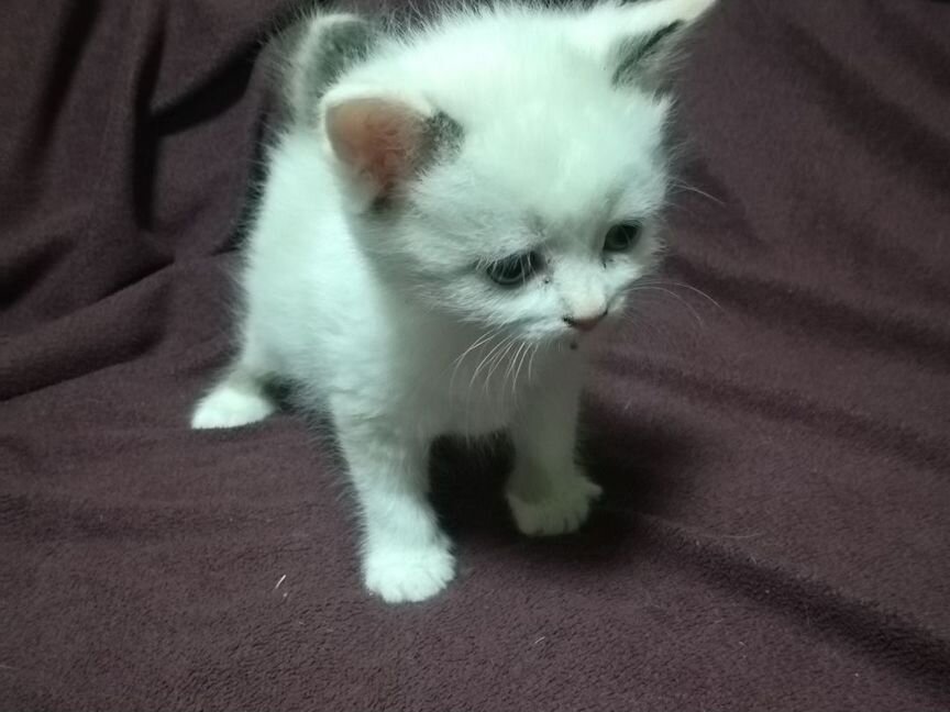 Британские котята