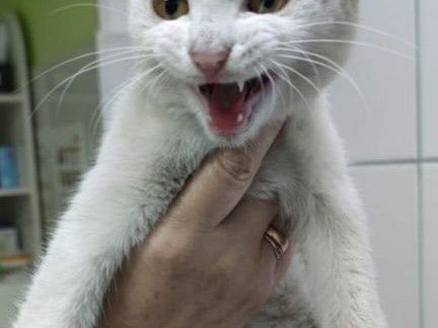 Белоснежного котёночка спасли с улицы