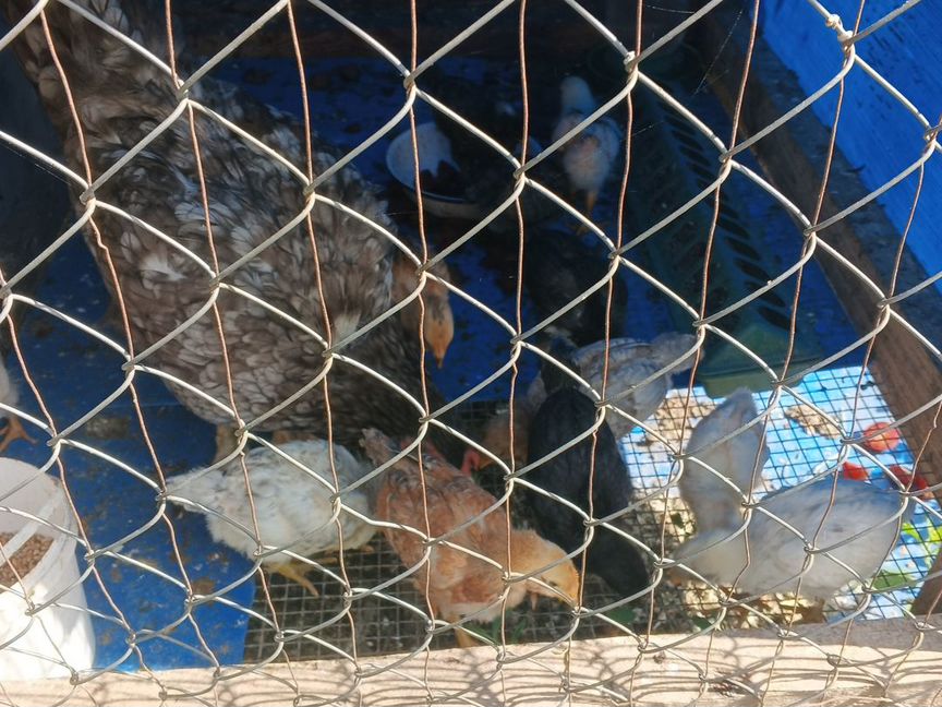 Цеплята от домашних кур