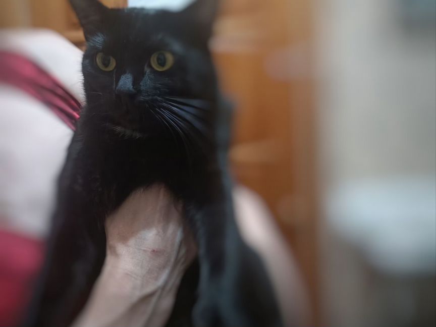 Чёрная кошка