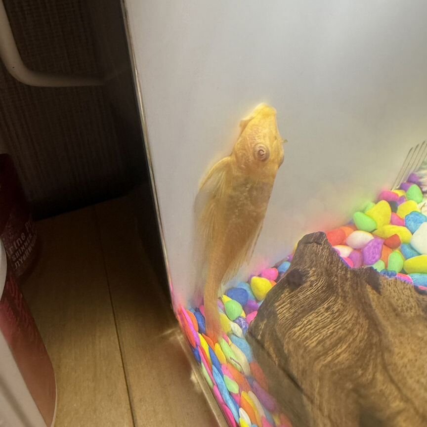 Сомик-анциструс в добрые руки