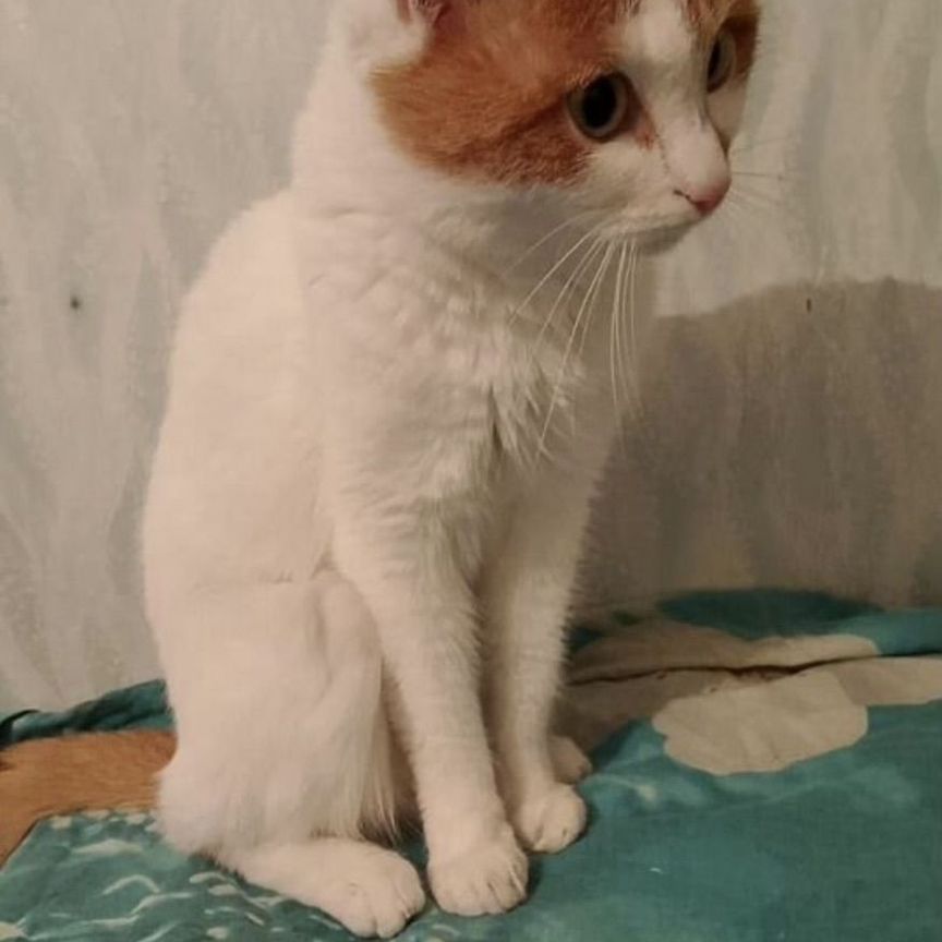 Кошка в дом на счастье
