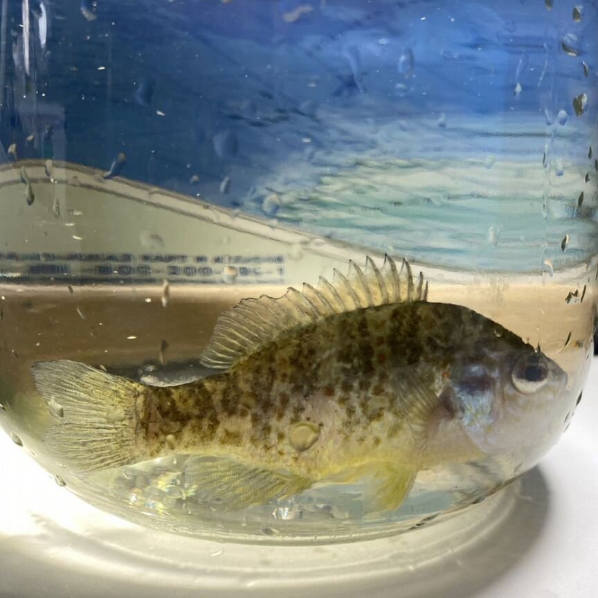 Ерш семейства окуневых аквариумный