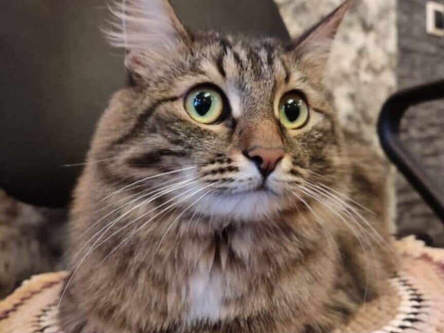 Кот в добрые руки