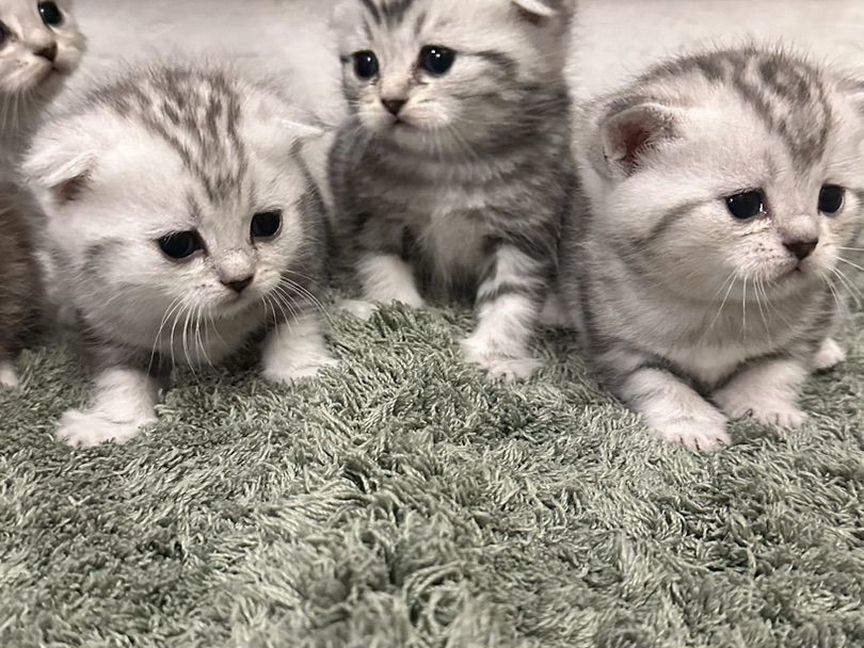 Шотландские вислоухие котята