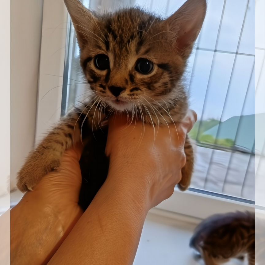 Котёнок в добрые руки