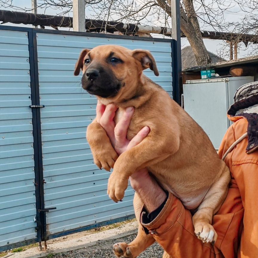 Щенок в добрые руки бесплатно